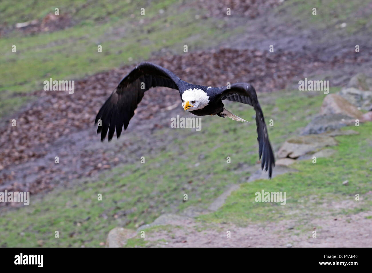 Bald eagle at zoo hi-res stock photography and images - Alamy