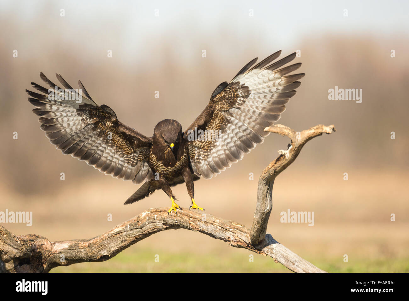 Buzzard underwing hi-res stock photography and images - Alamy