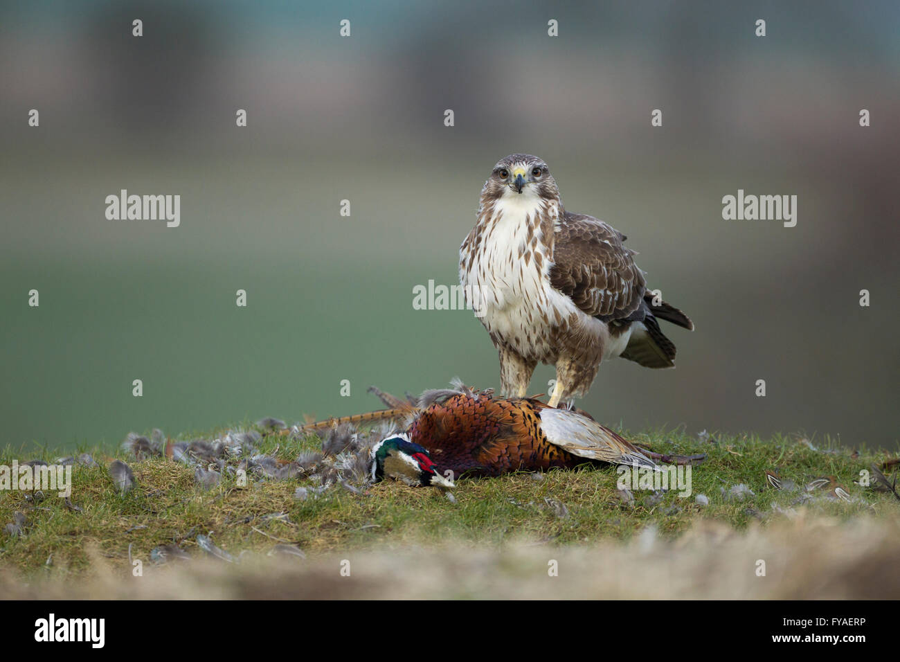 Buzzard uk pheasant hi-res stock photography and images - Alamy