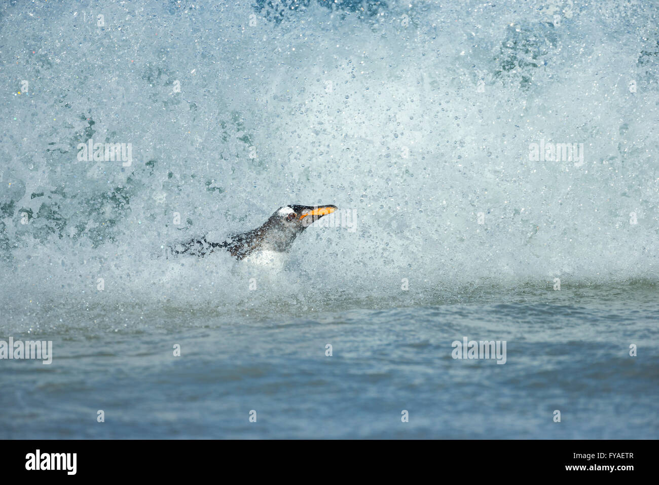 Penguin fishing hi-res stock photography and images - Alamy