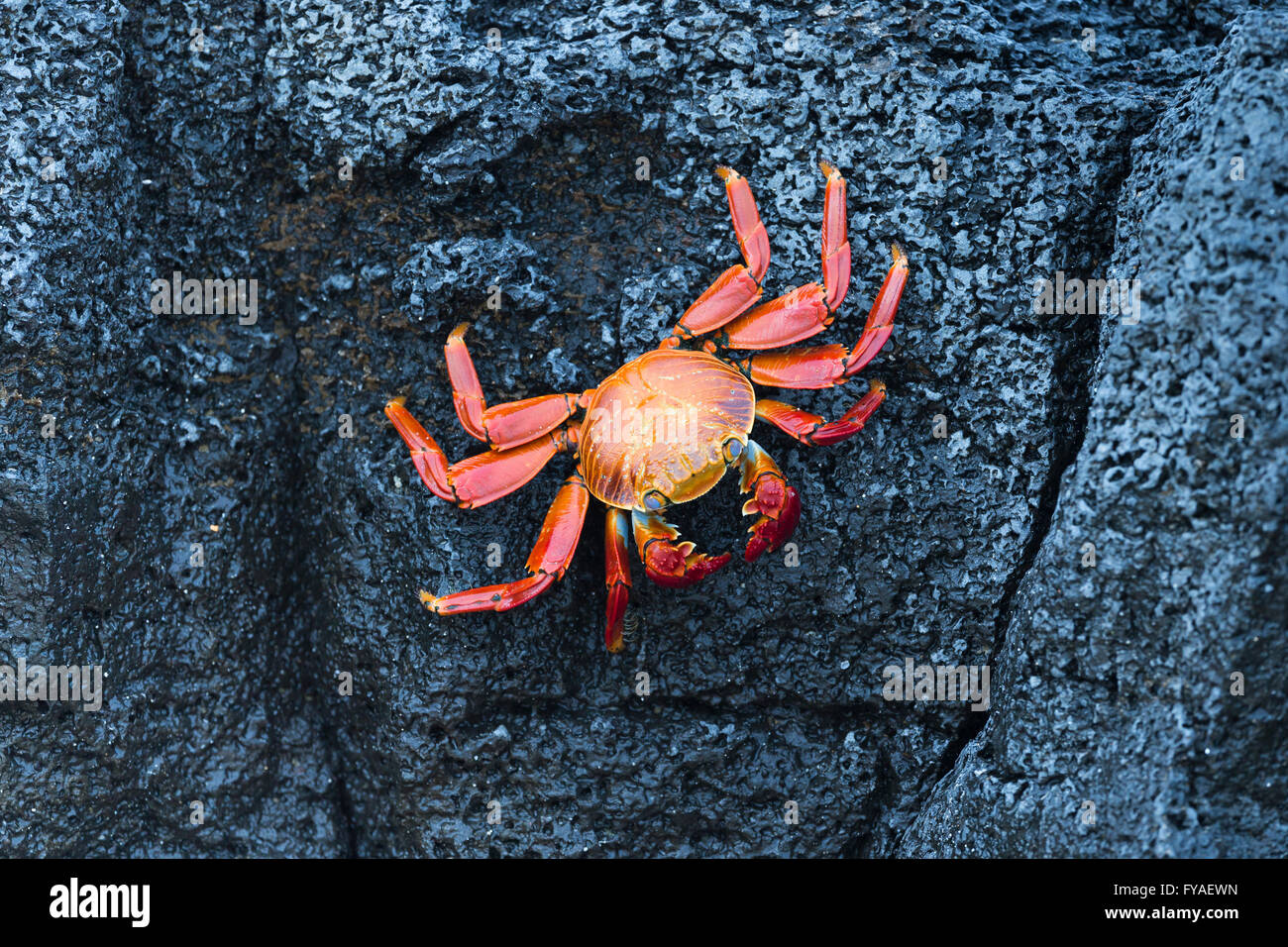 Red rock crab Grapsus grapsus, clinging on to dark volcanic rock, Las ...