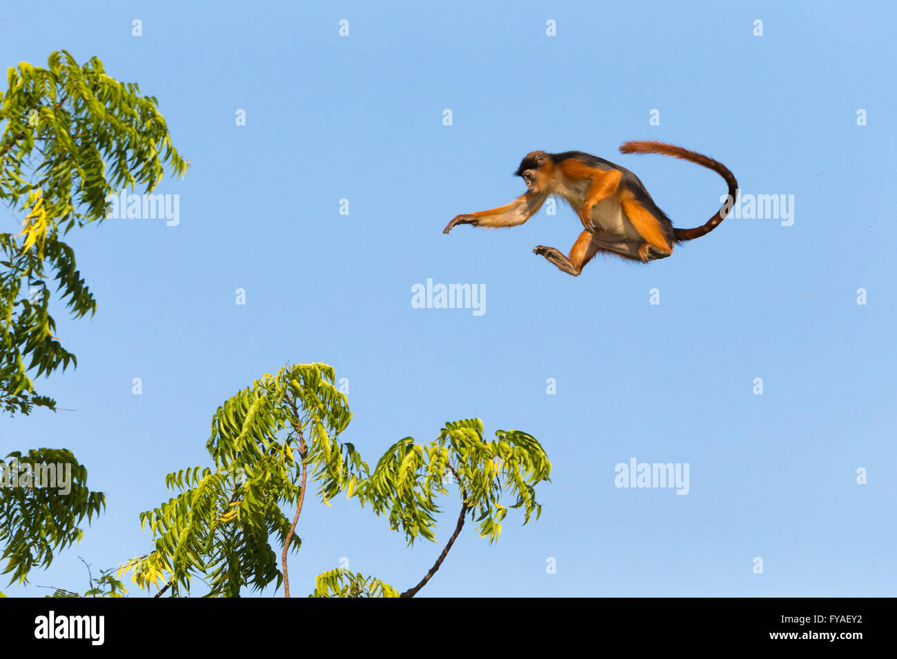 Western red colobus Procolobus badius, in mid-air leap to tree against ...
