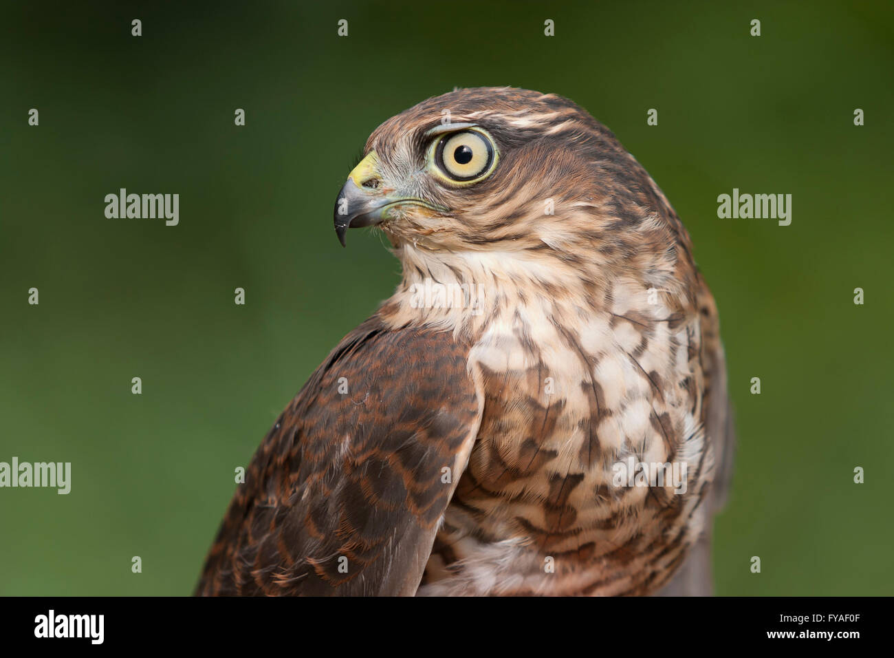 Eurasian sparrowhawk Accipiter nisus (controlled) being ringed at ...