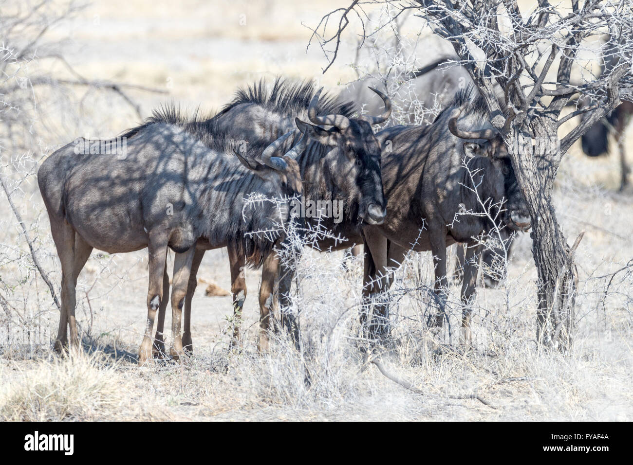Blue Wildebeest, aka common wildebeest, white-bearded wildebeest, or ...
