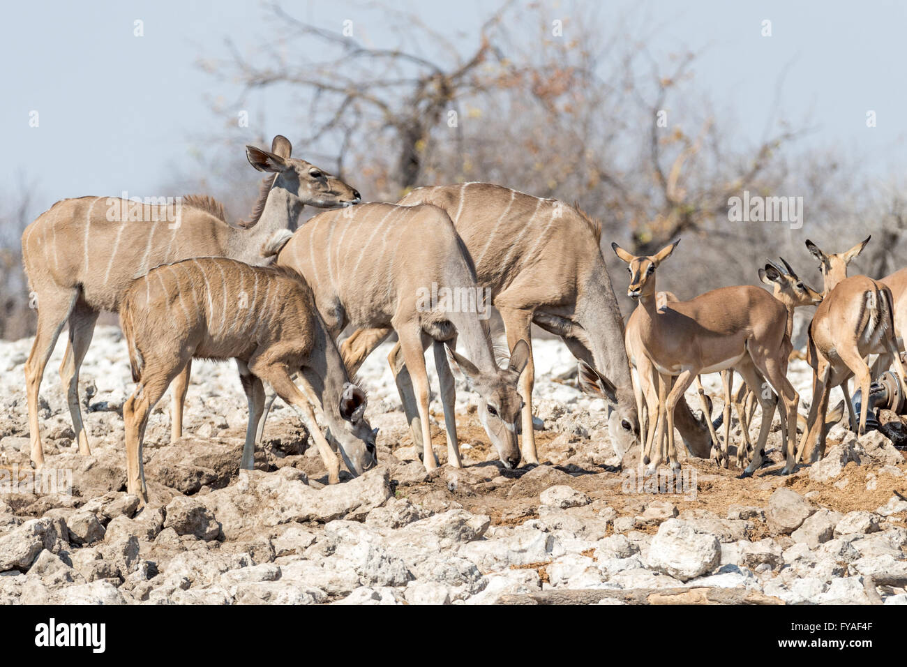 Greater kudu swallowing hi-res stock photography and images - Alamy
