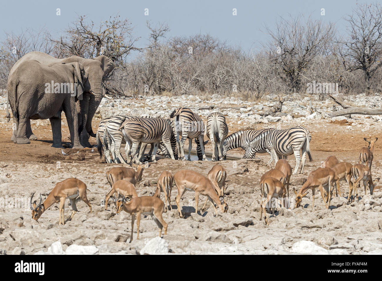 Zebra And Impala High Resolution Stock Photography and Images - Alamy