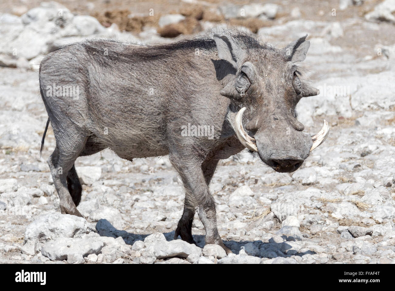 Male warthog, Etosha National Park, Namibia Stock Photo - Alamy