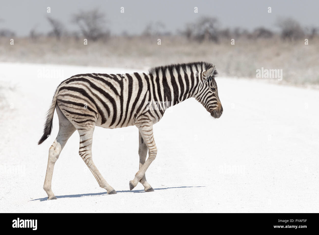 Trotting Track High Resolution Stock Photography and Images - Alamy