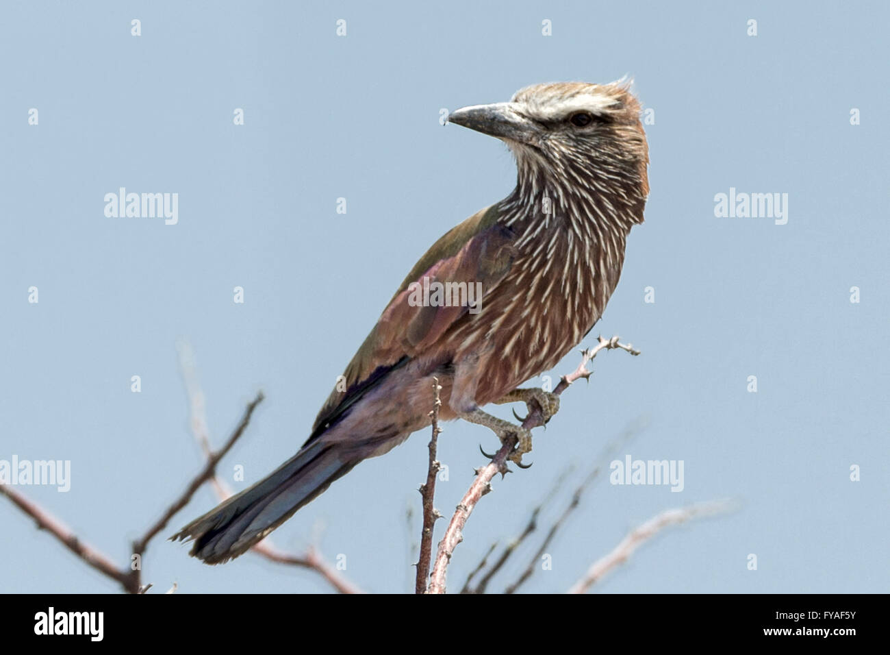 Purple Roller aka Rufous-crowned Roller, Purple-crowned Roller ...