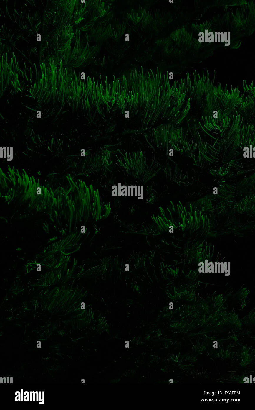 night-time creative lighting green lights among the Norfolk pine trees ...