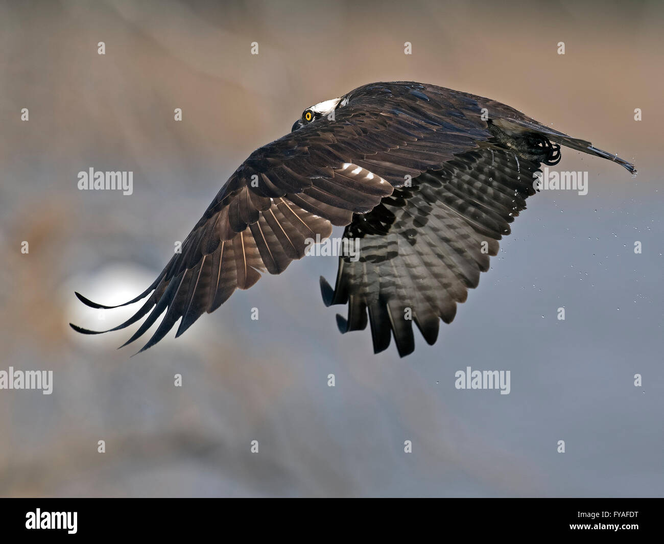 Osprey diving hi-res stock photography and images - Alamy