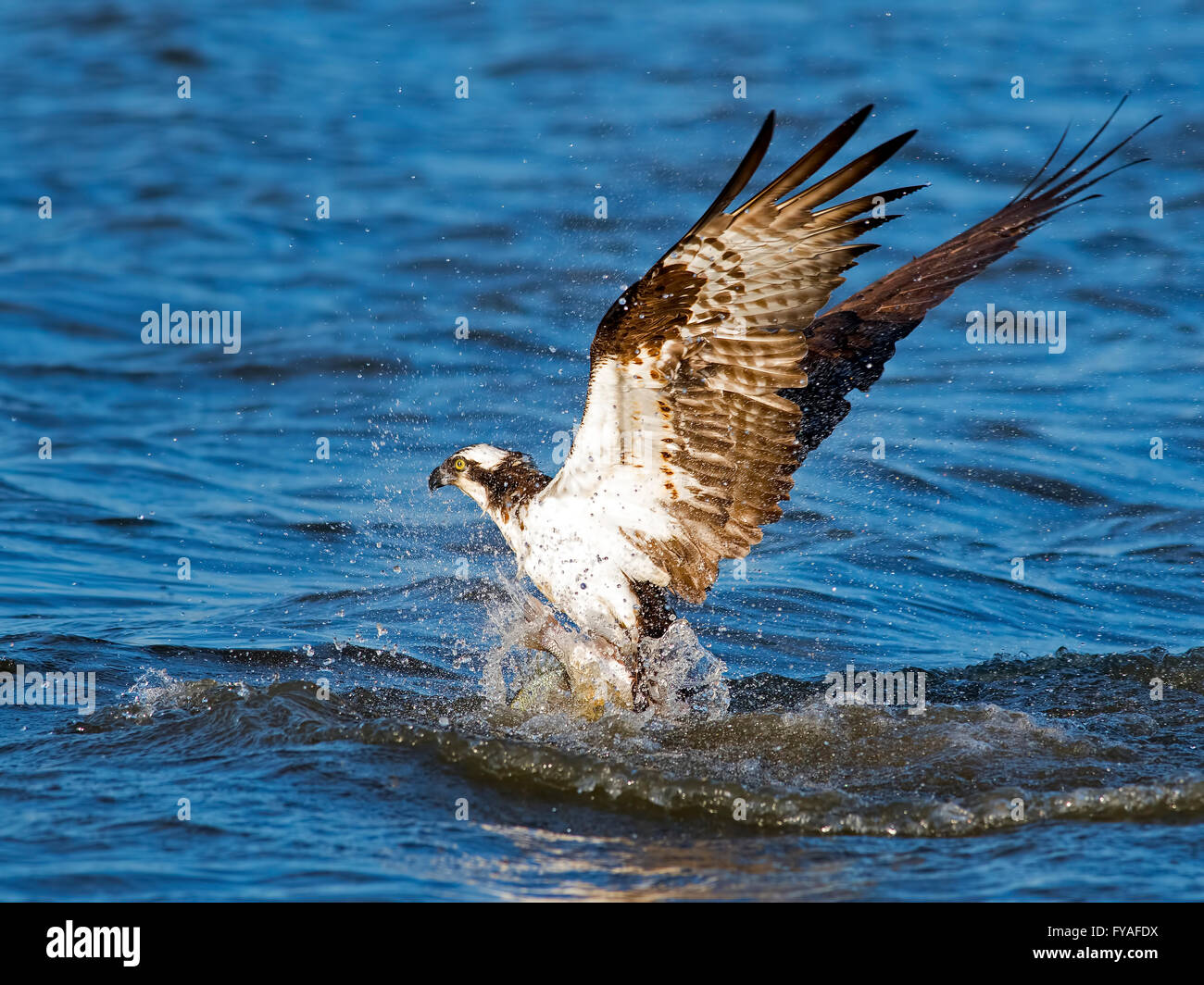 Osprey Diving for Fish Stock Photo - Alamy