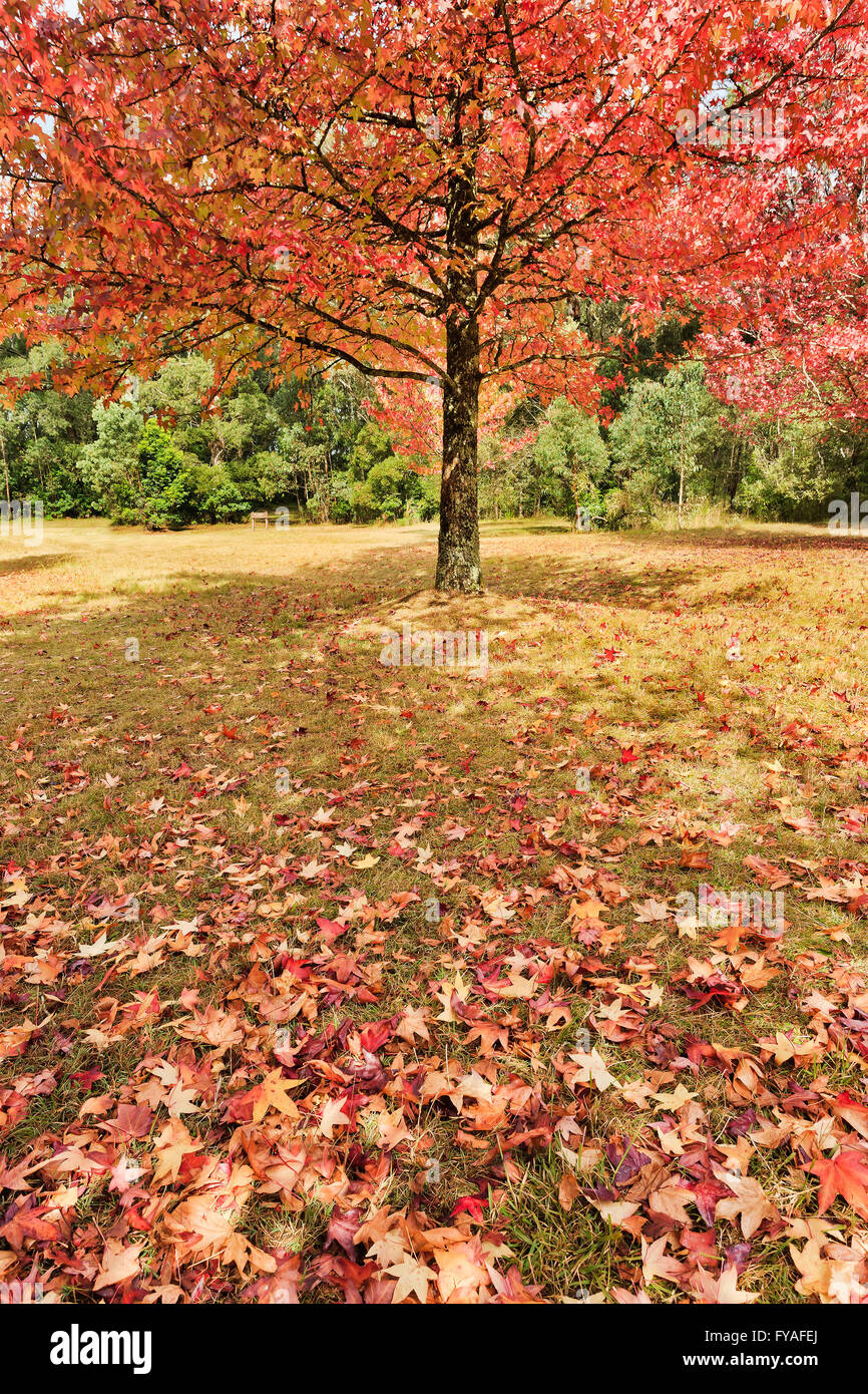 Golden autumnal tree falling red yellow and orange leaves on green ...