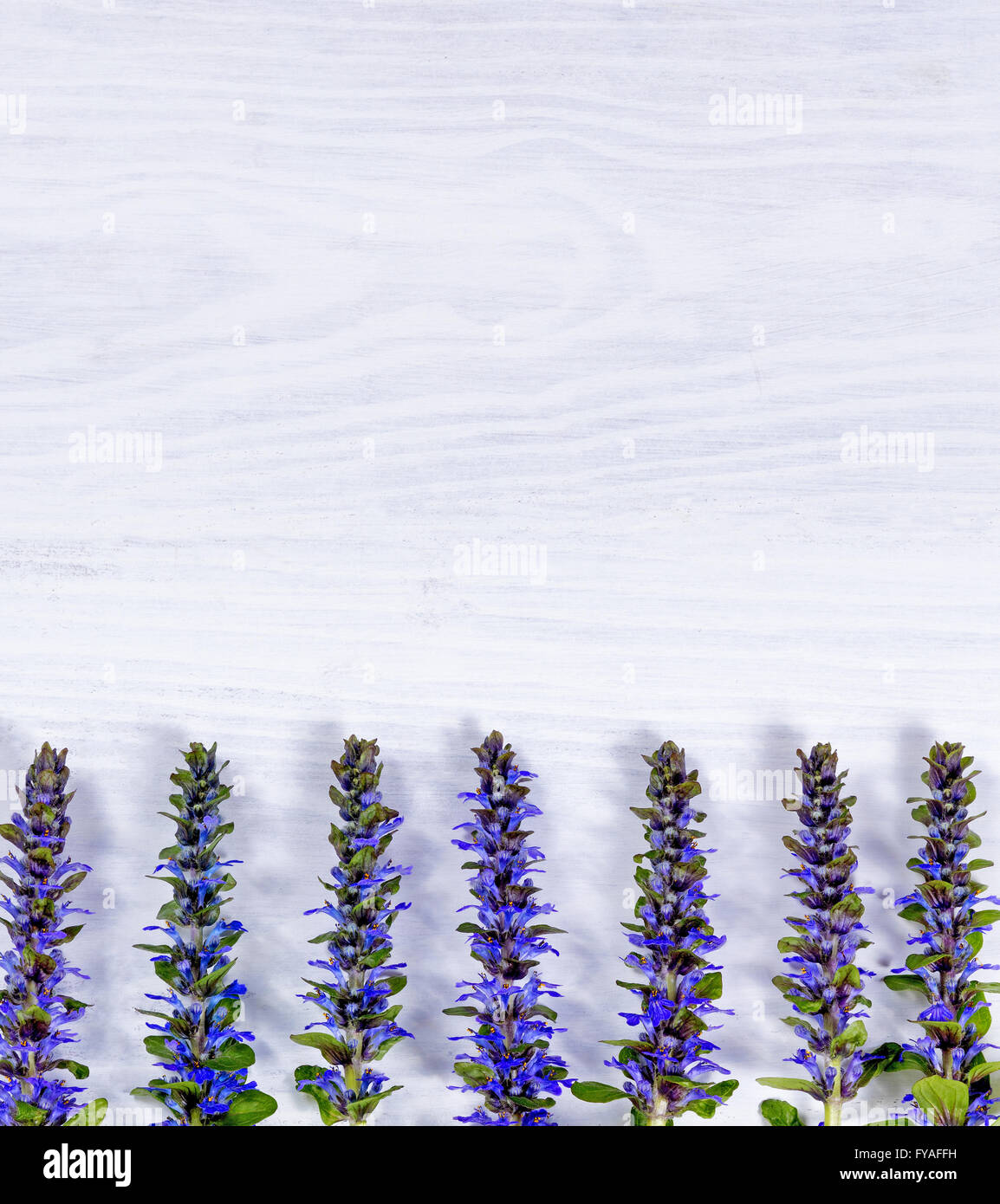 Wild blue flowers on white wood in lower part of frame. Overhead view ...