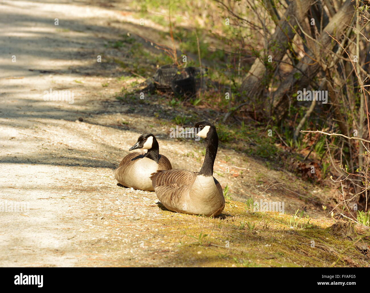 Two Canadian Geese Stock Photo - Alamy