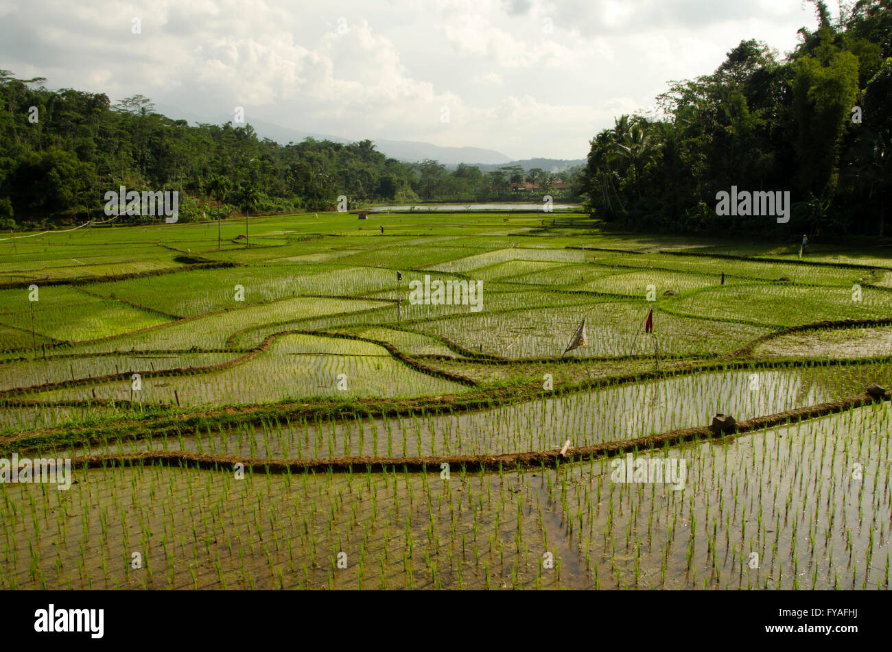 Mountain surrounded trees plants hi-res stock photography and images ...