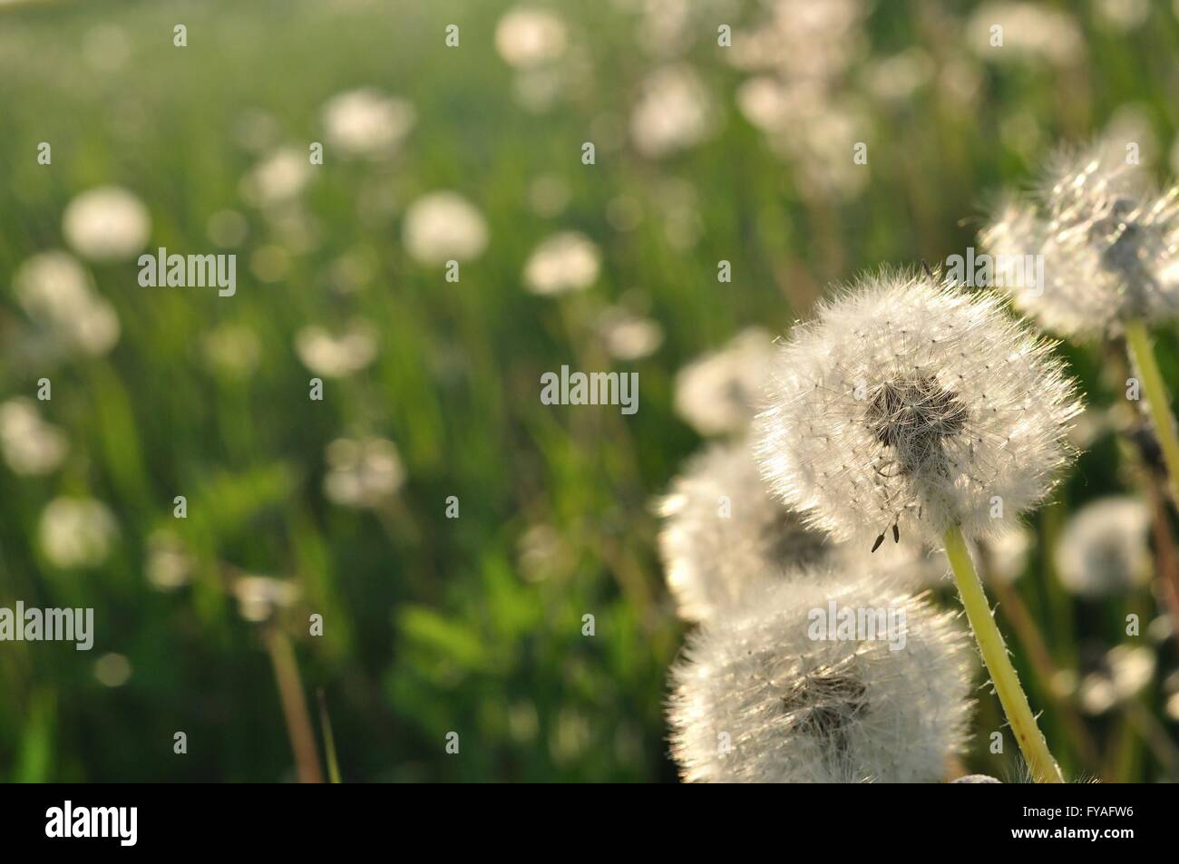 Spring and space hi-res stock photography and images - Alamy