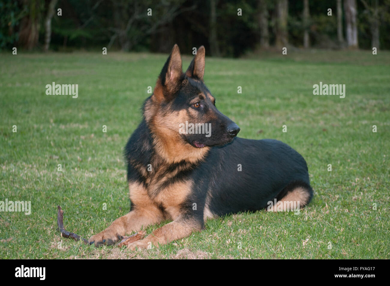 German shepherd dog having a break from training Stock Photo - Alamy