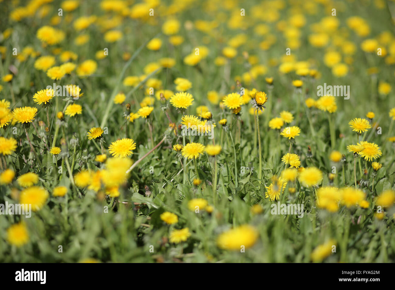 dandelion at spring day Stock Photo - Alamy