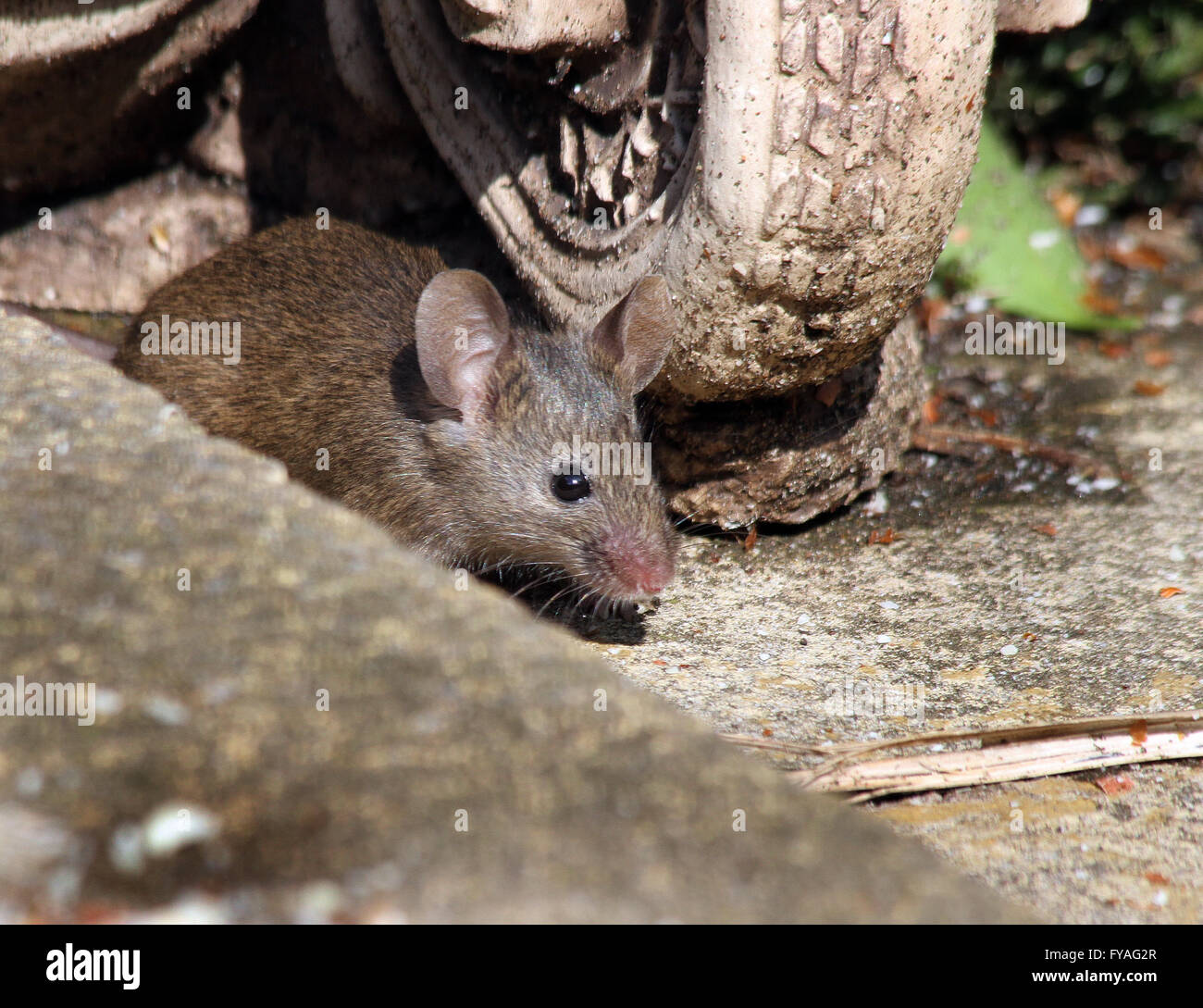 The mouse house hi-res stock photography and images - Alamy