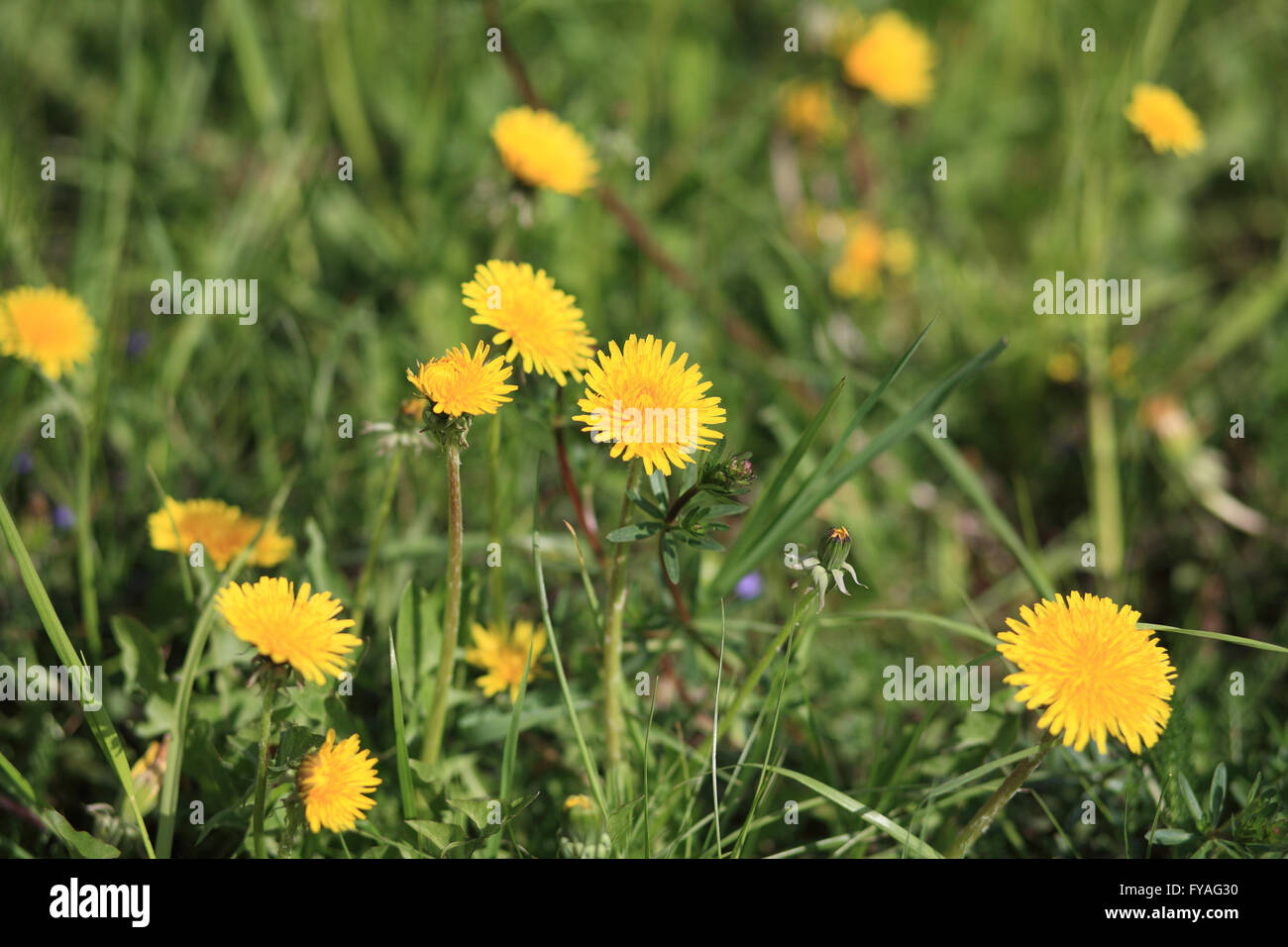 dandelion at spring day Stock Photo - Alamy