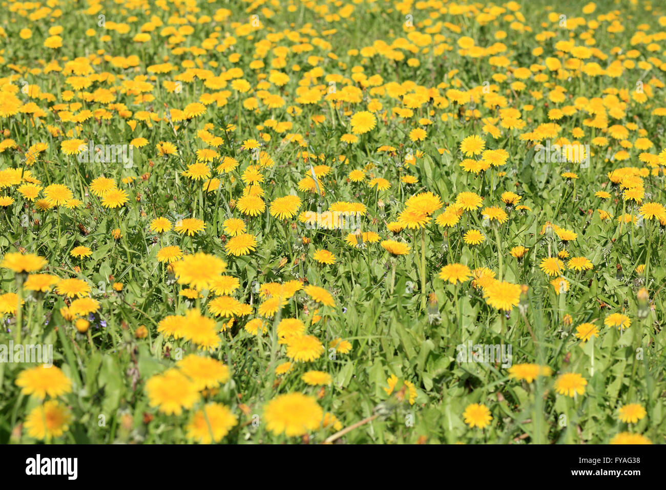 dandelion at spring day Stock Photo - Alamy