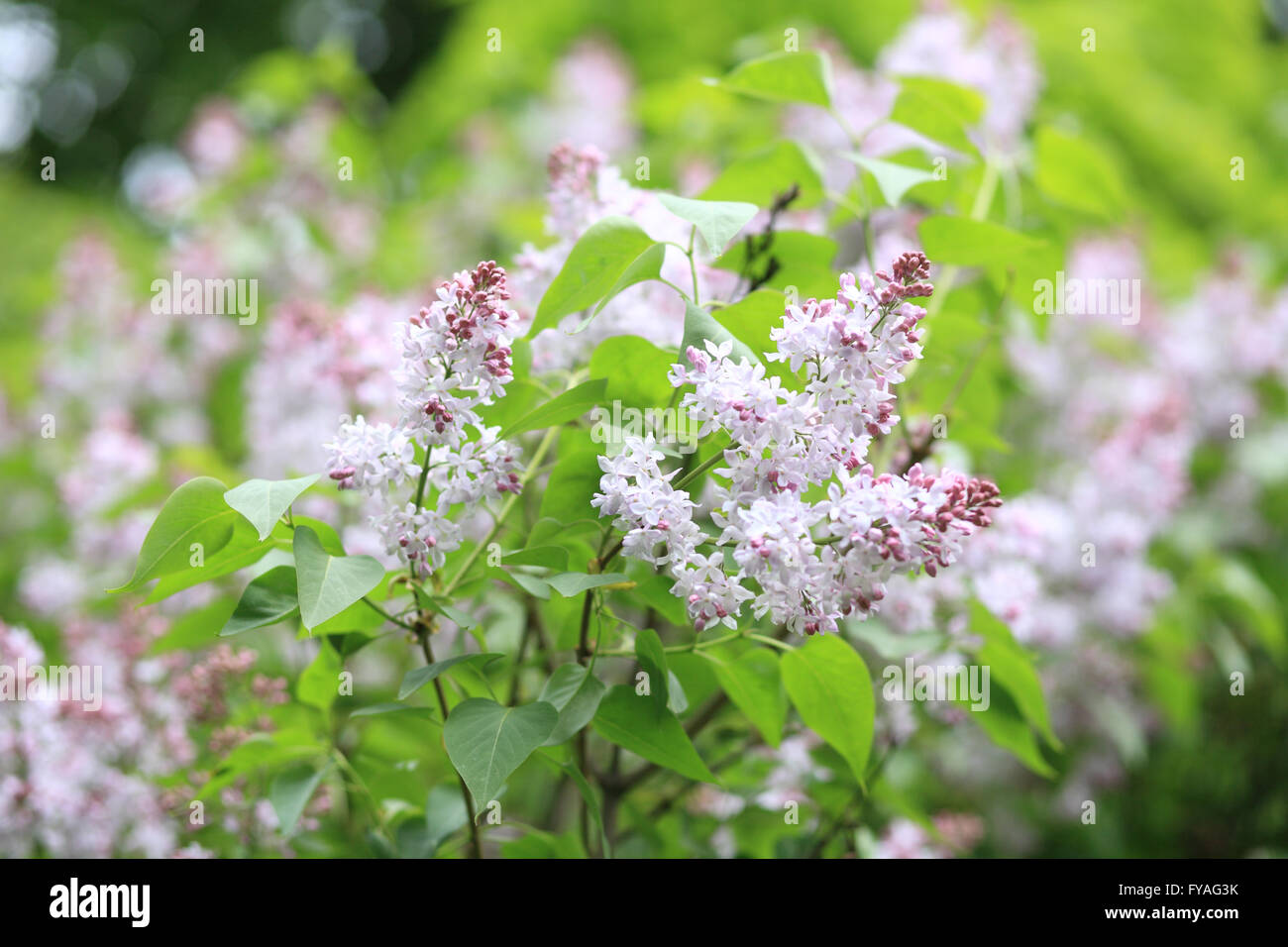 Lilac at Spring day Stock Photo - Alamy