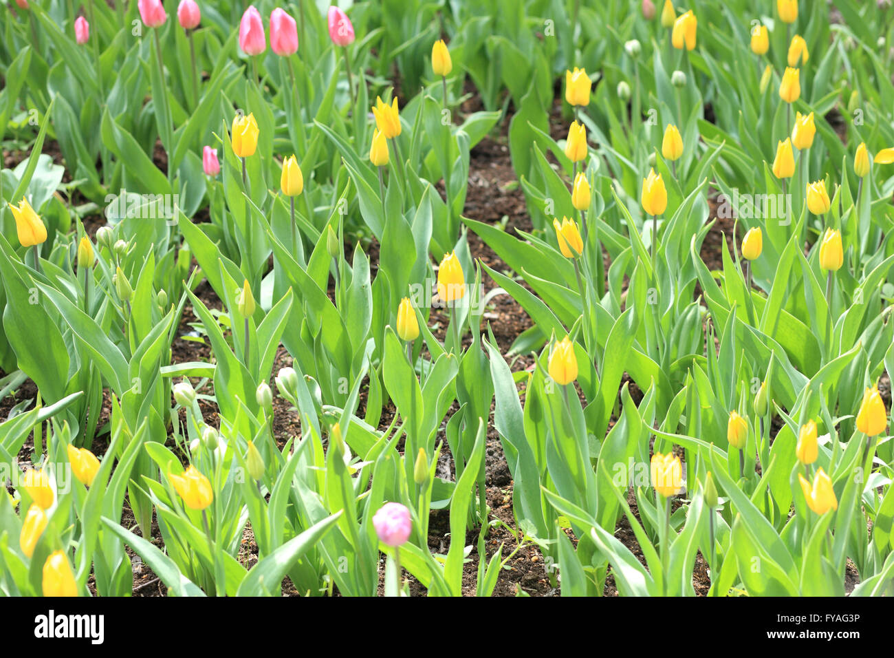 yellow tulip at spring on Earth Stock Photo - Alamy