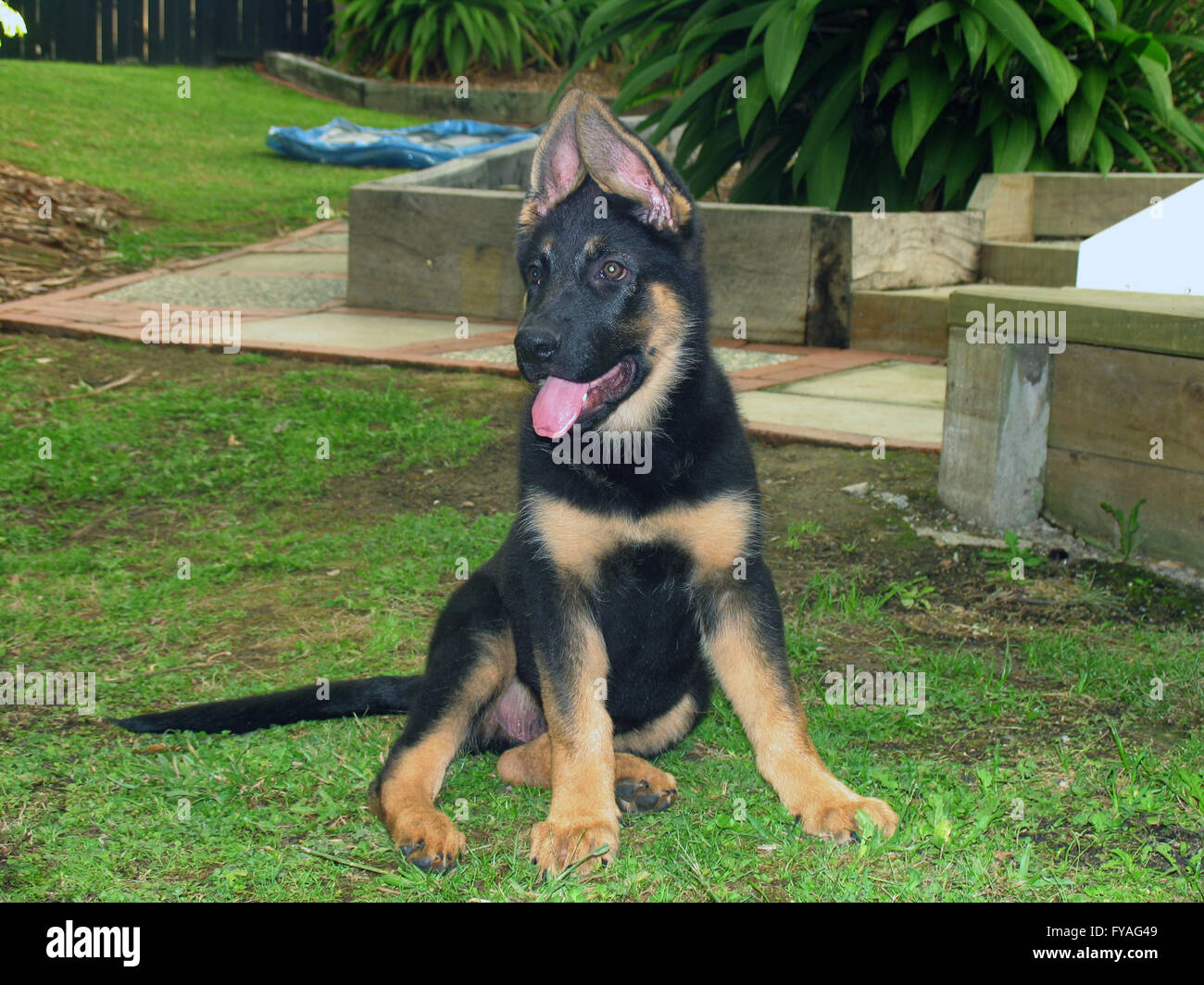 German shepherd puppy Stock Photo - Alamy