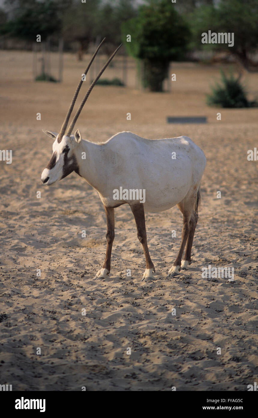 Bahrain, the Al-'Areen wildlife sancturay, an Arabian Orynx Stock Photo ...