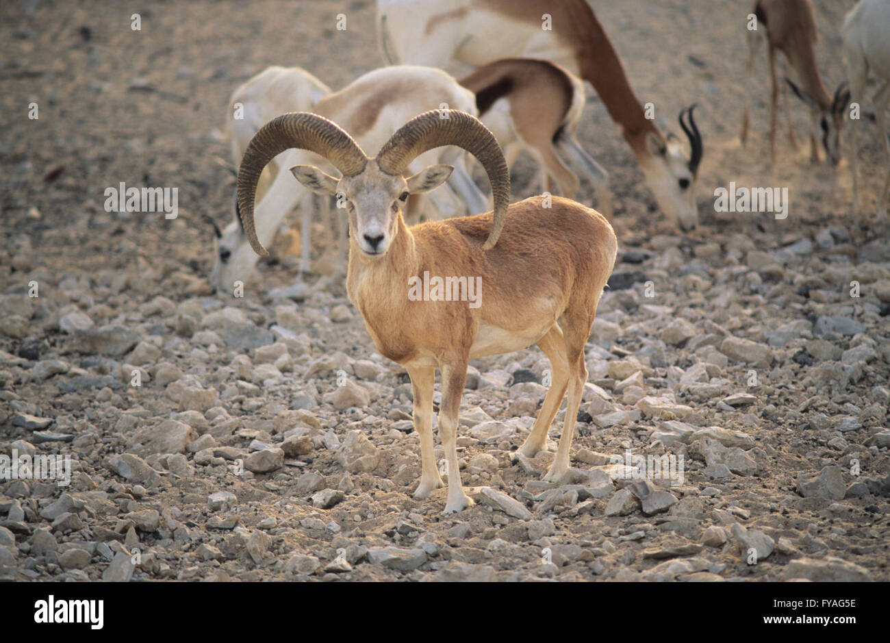 Bahrain, the Al-'Areen wildlife sancturay, an Ibex Stock Photo - Alamy