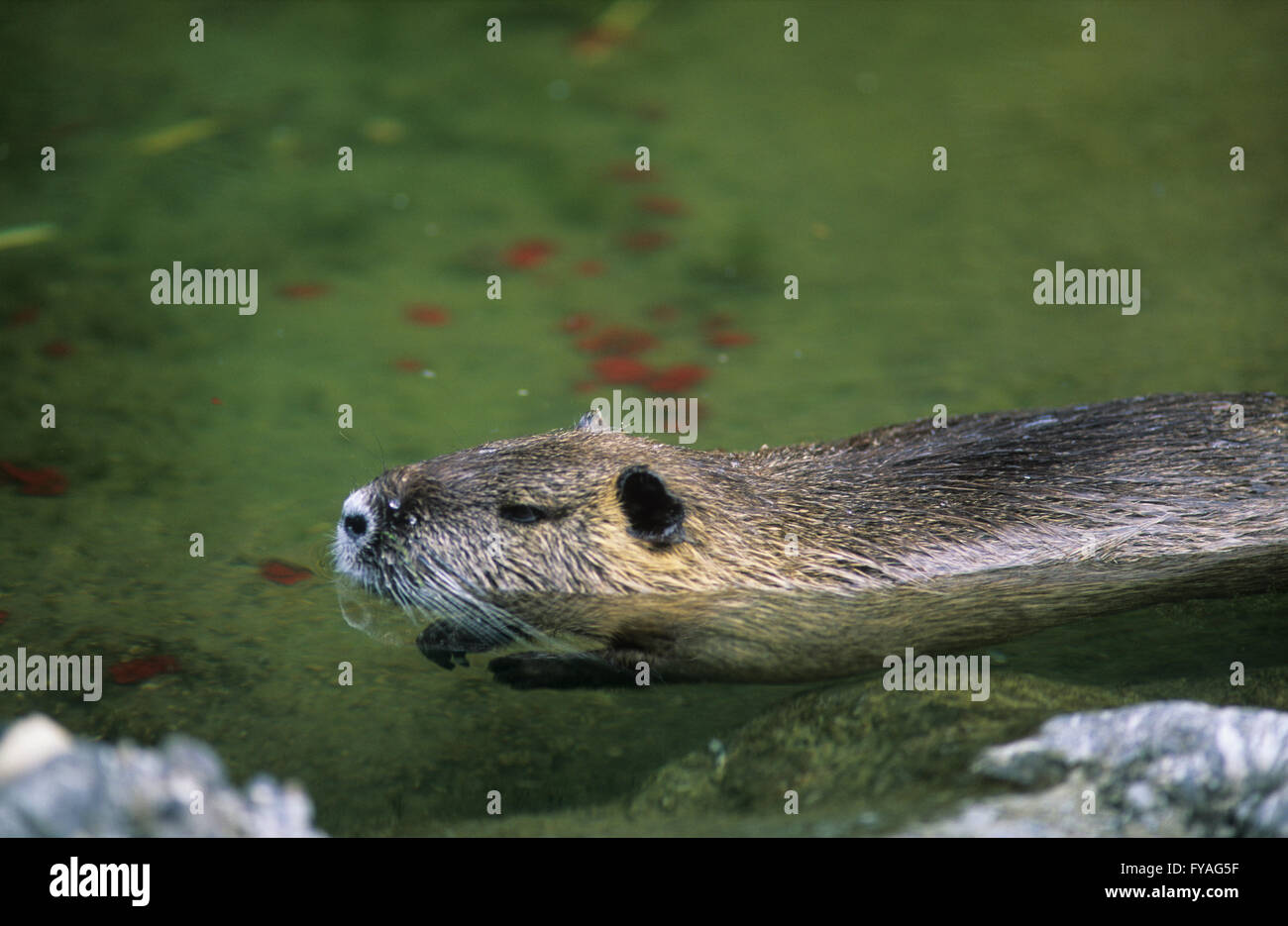 Wildlife : Beaver, (Castor Fiber). European beaver Stock Photo - Alamy