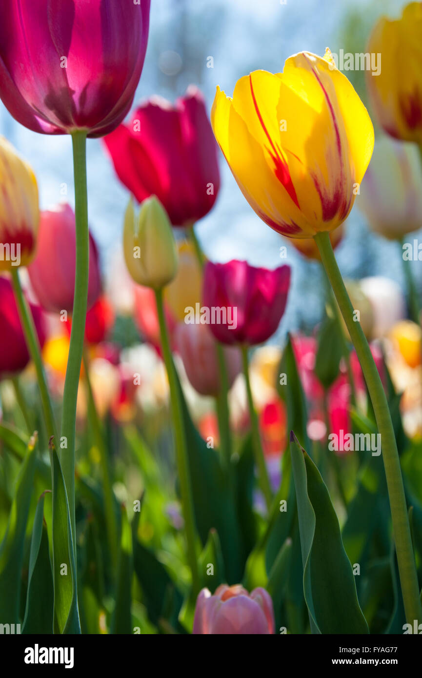 Beautiful spring tulips on vibrant display at The Papilion tulip garden ...