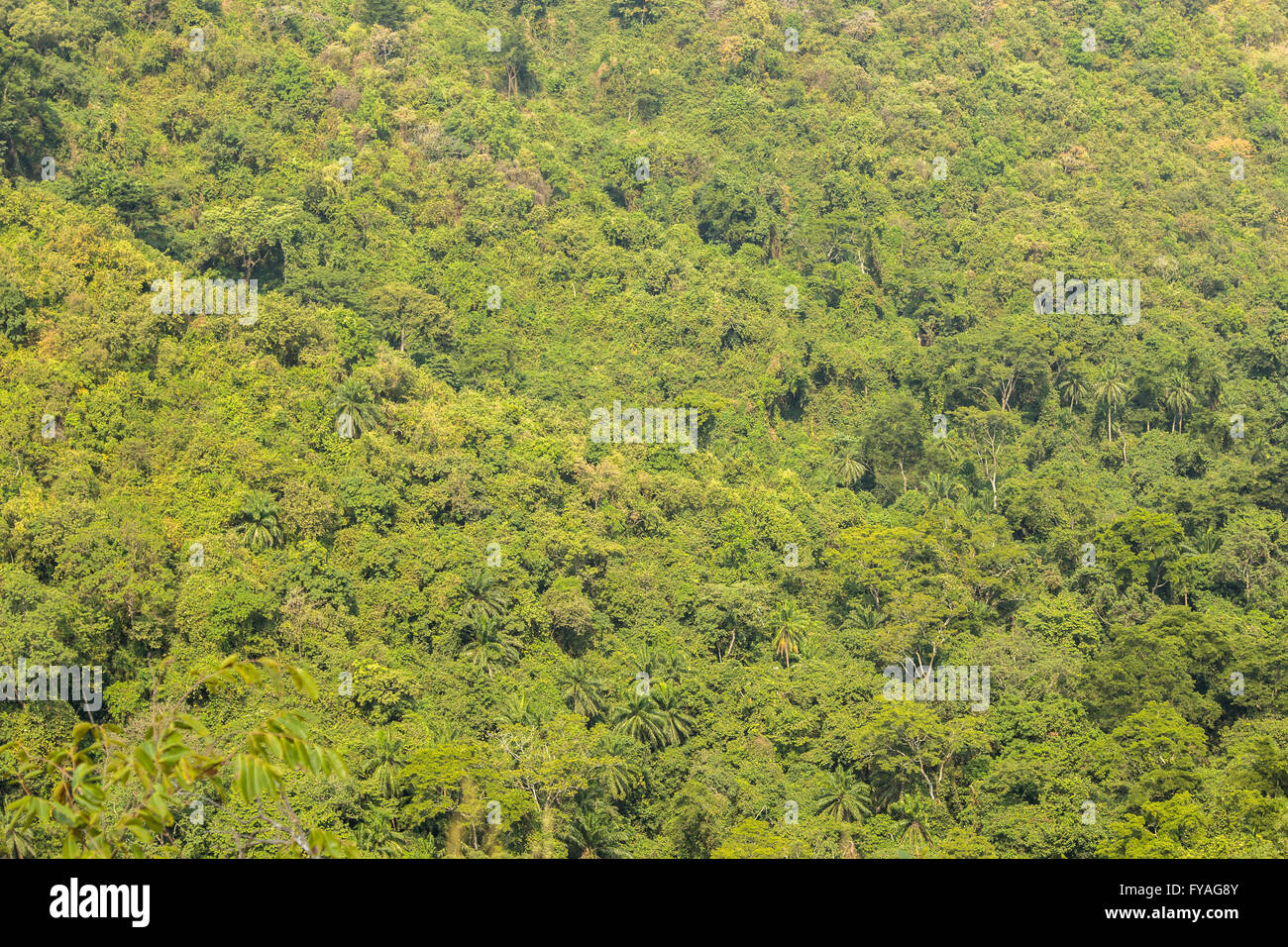 Gombe national park hi-res stock photography and images - Alamy