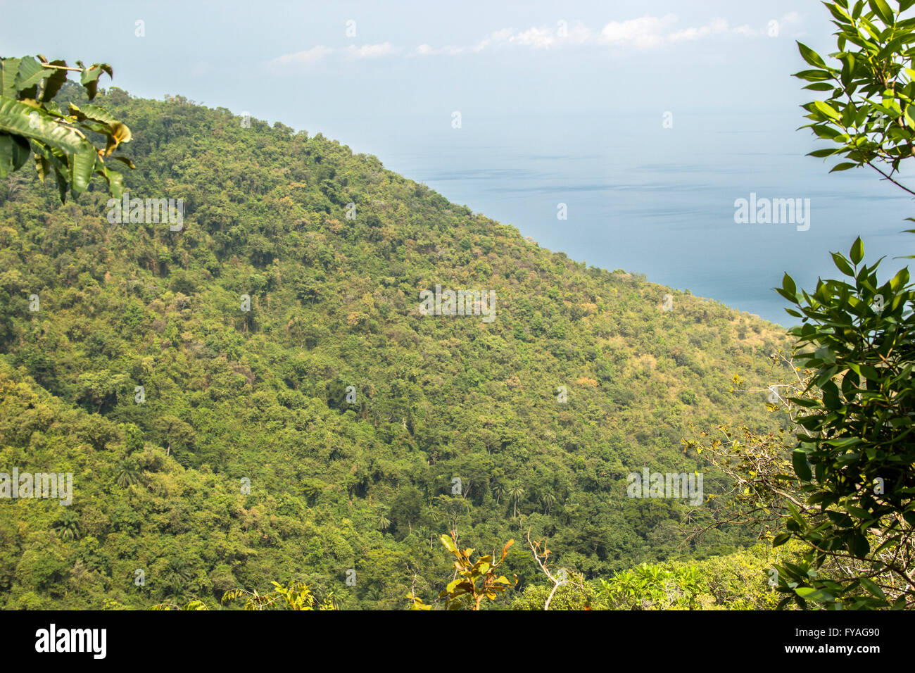Gombe national park vegetation hi-res stock photography and images - Alamy
