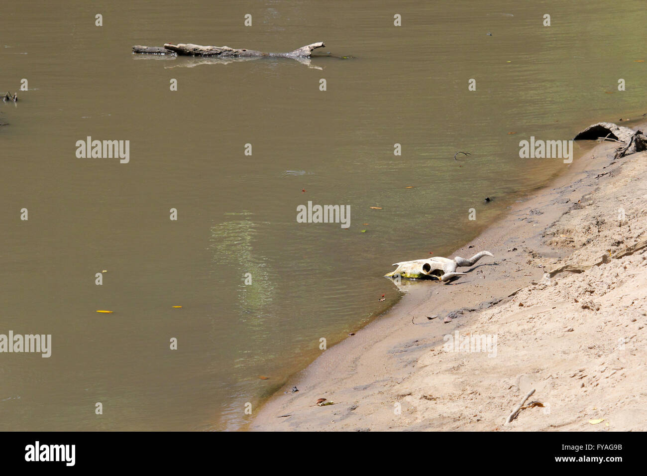 Skull of a dead antelope along the beach of a river in Serengeti ...