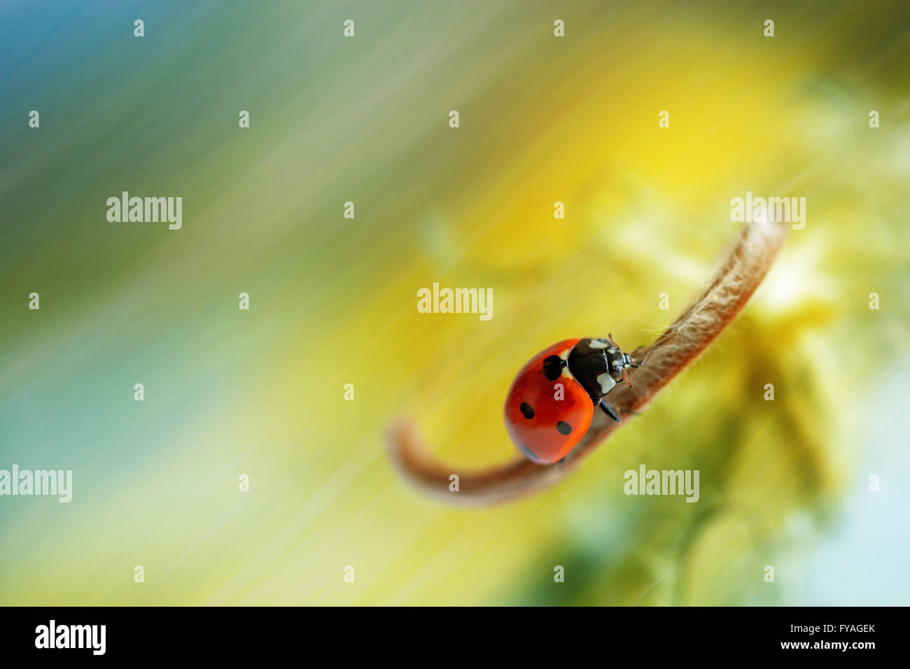 Red bugs in foliage spring hi-res stock photography and images - Alamy