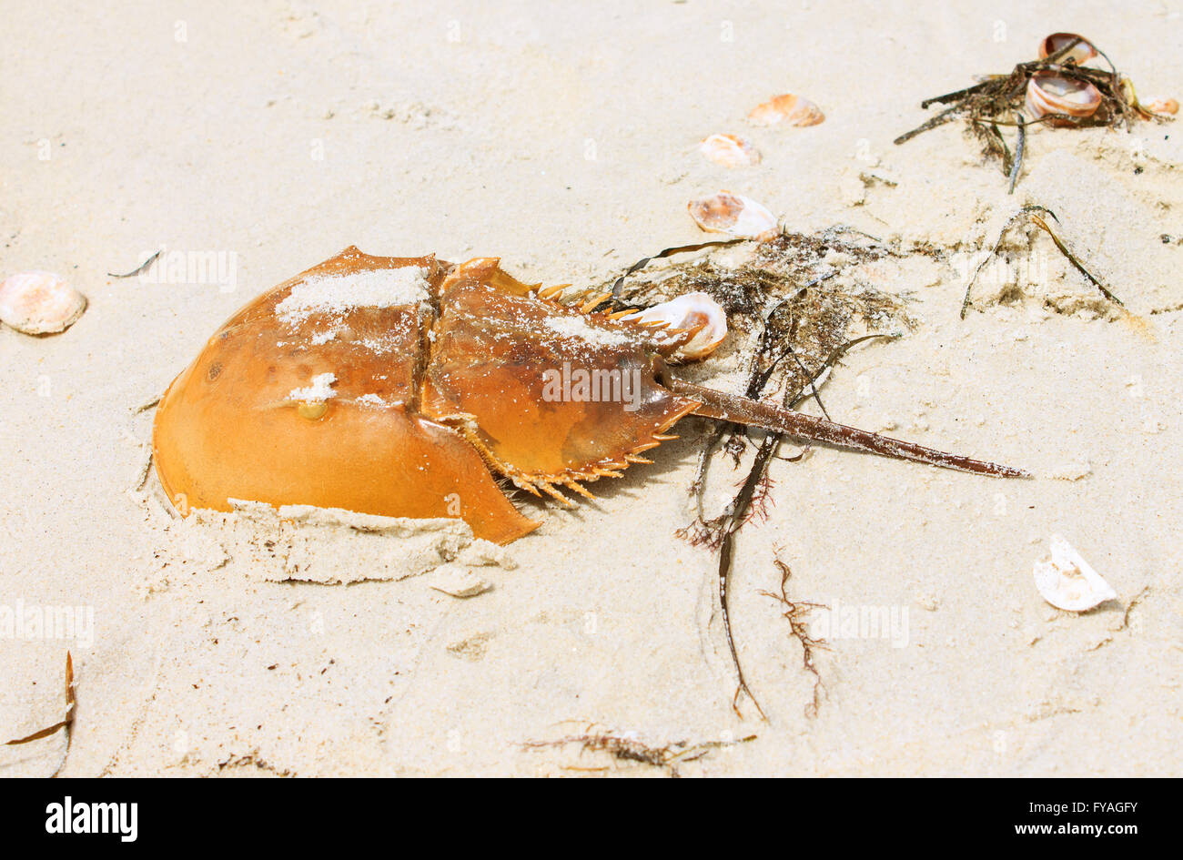 Atlantic horseshoe crab hi-res stock photography and images - Alamy