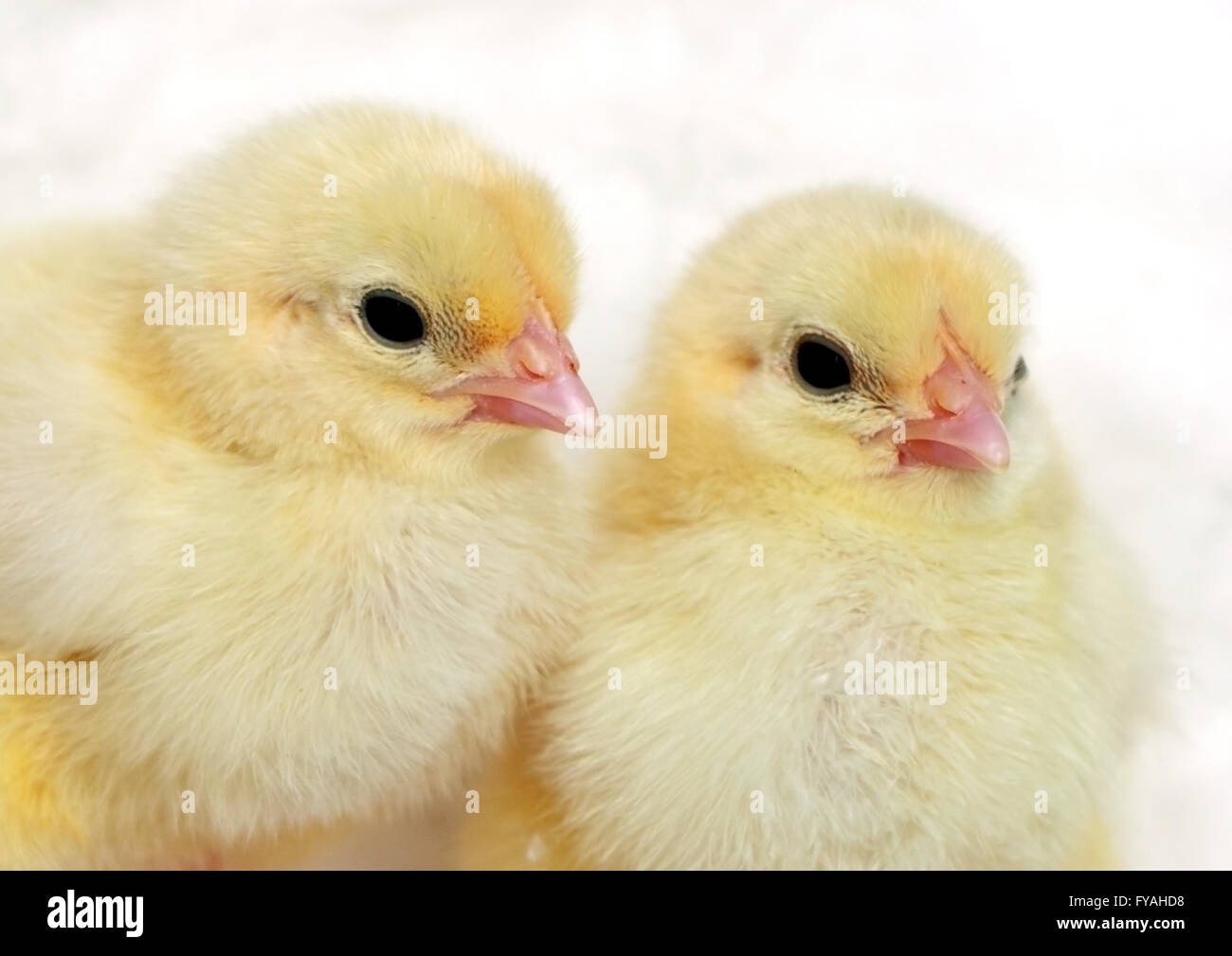 Day Old Spring Chicks Stock Photo - Alamy