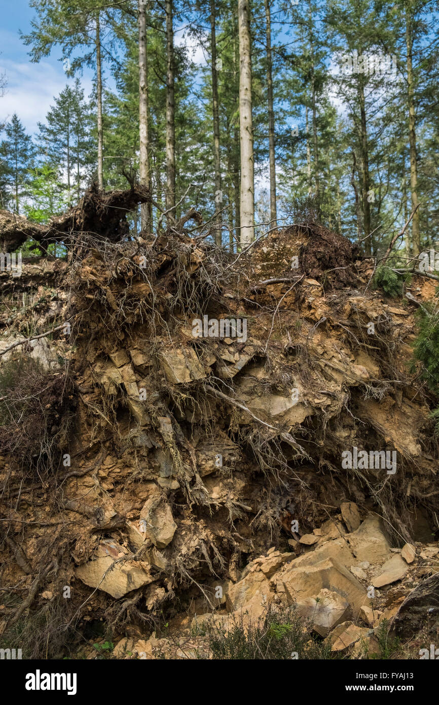 Uprooted pine tree (Pinus, family Pinaceae) with roots exposed, Tan Y ...