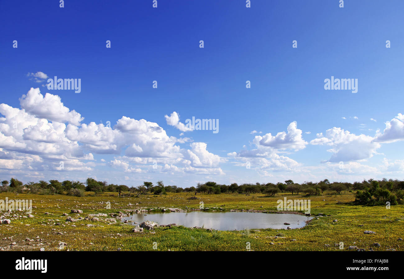 Namibia national flower hi-res stock photography and images - Alamy