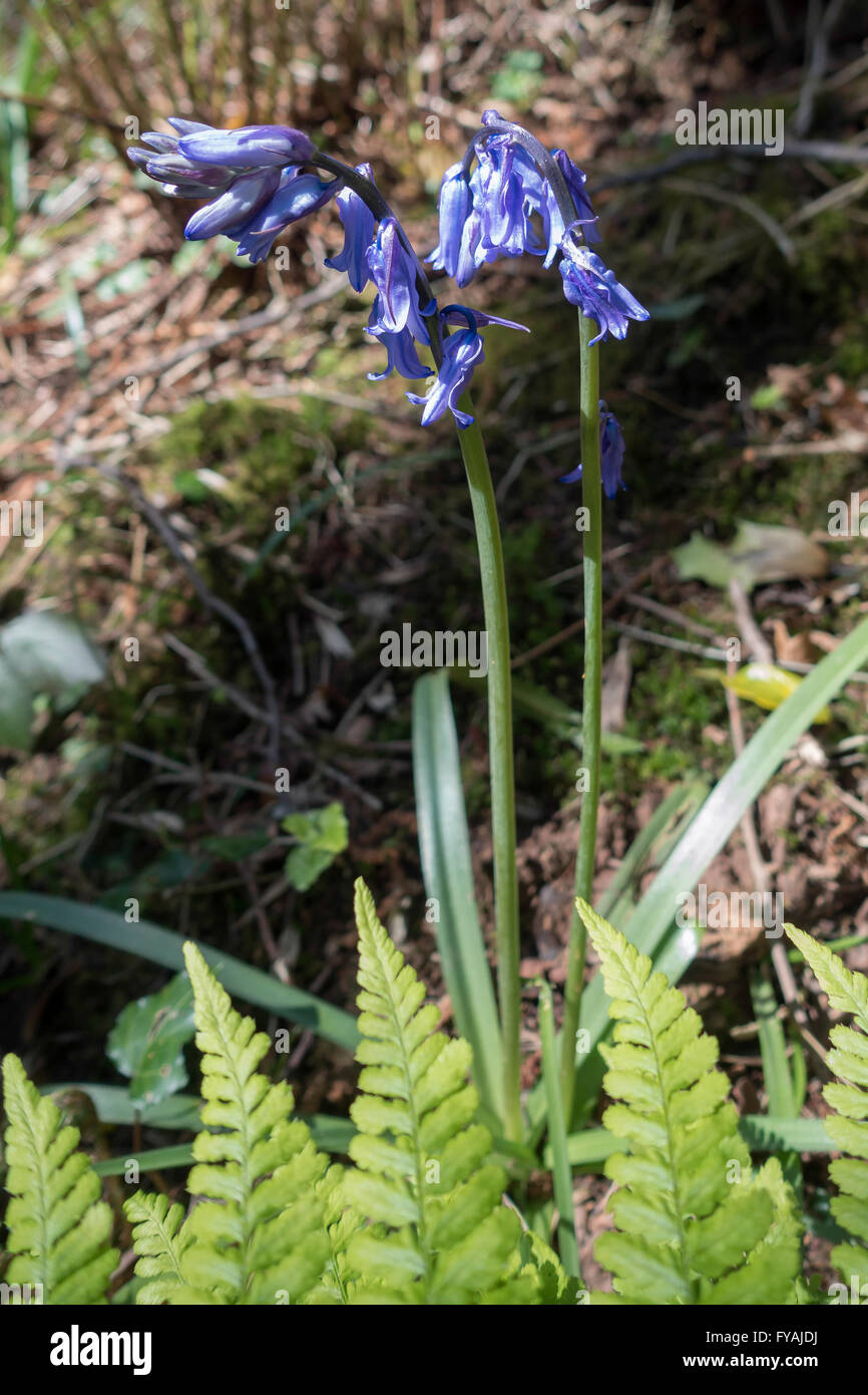 Bluebells with stems and leaves hi-res stock photography and images - Alamy