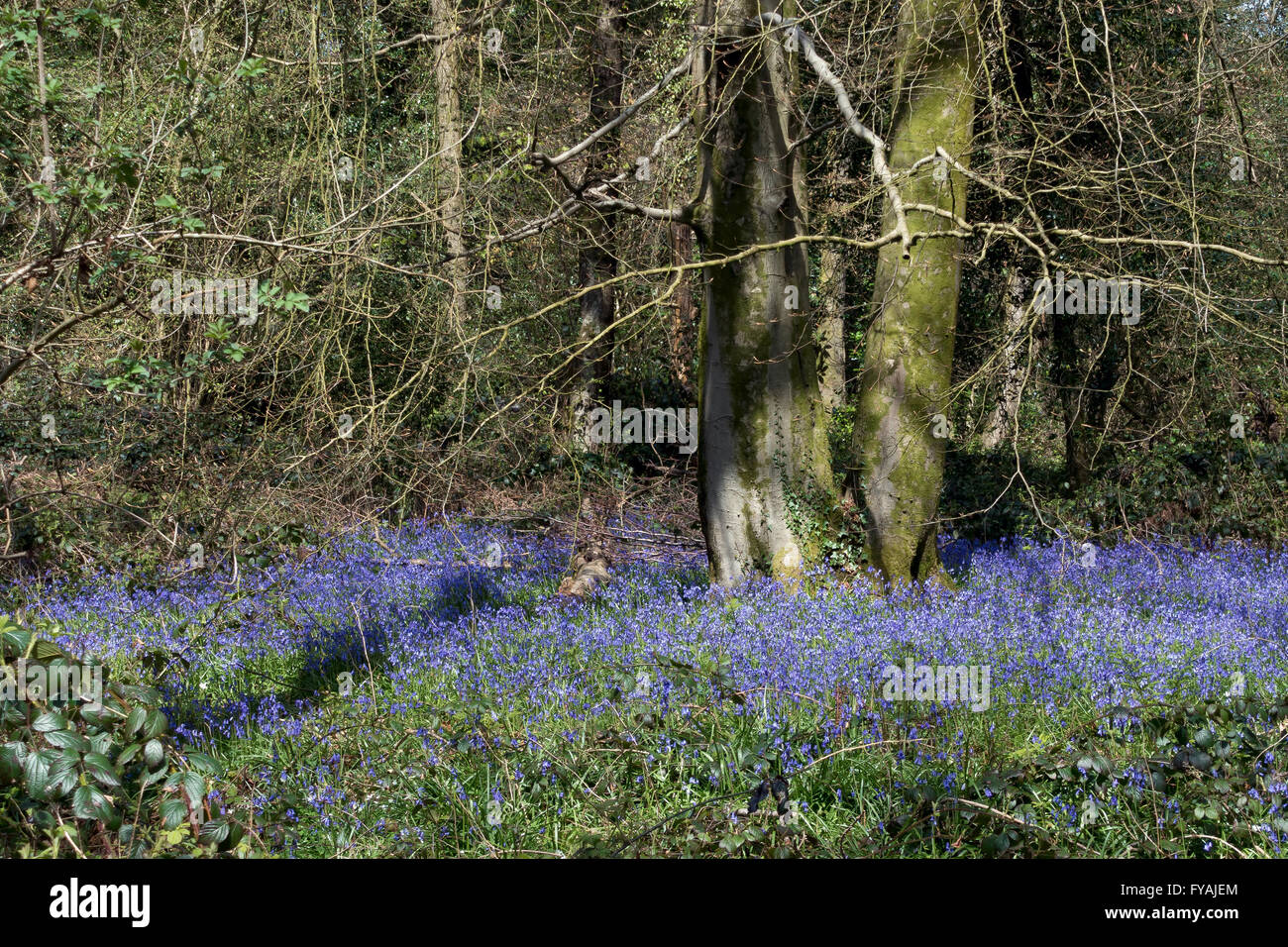 A Swathe of Bluebells in Wales Stock Photo - Alamy