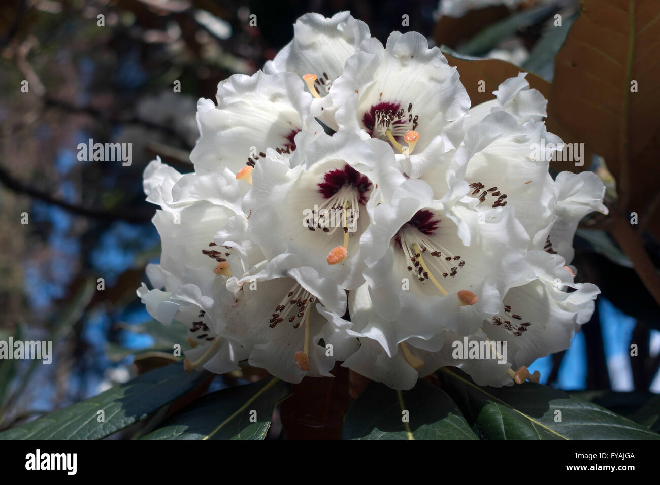White Rhododendron in Wales Stock Photo - Alamy