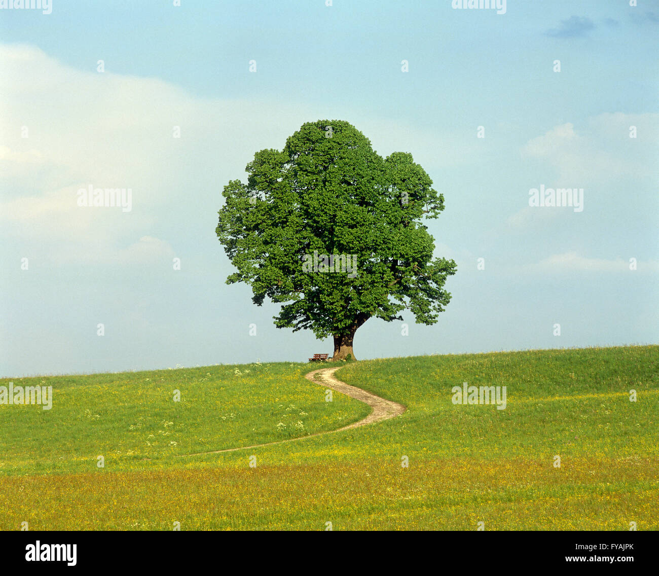 A single tree, outside Stock Photo - Alamy