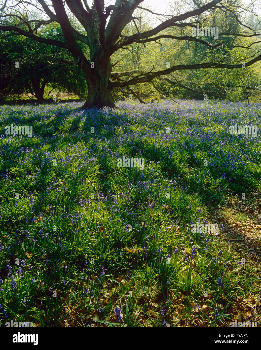 Picturebank hi-res stock photography and images - Alamy