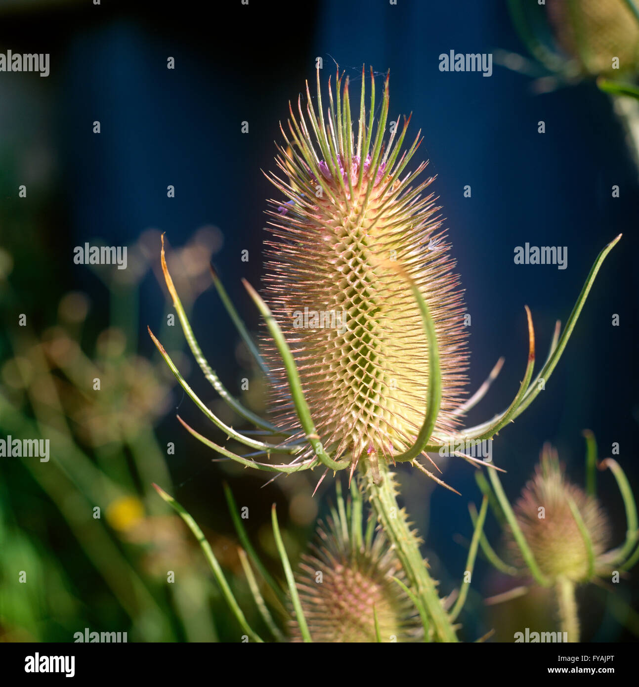 Spikey plant hi-res stock photography and images - Alamy