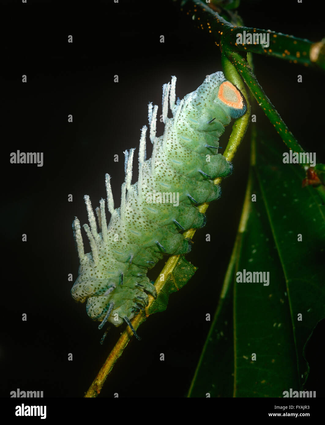 Caterpillar photo insect hi-res stock photography and images - Alamy