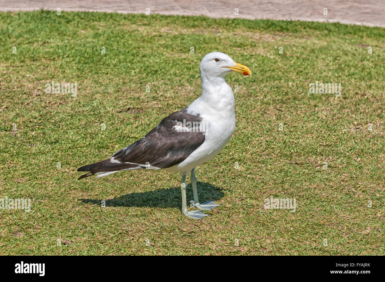 The kelp gull, Larus dominicanus, is a common bird along the South ...