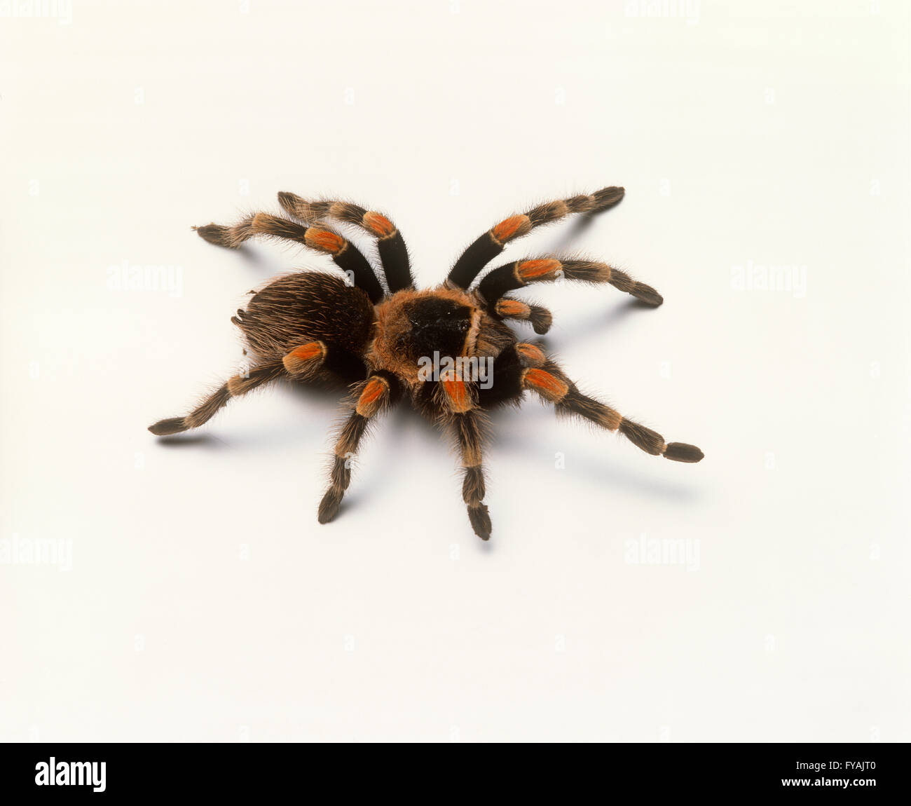 Tarantula studio shot, inside Stock Photo - Alamy